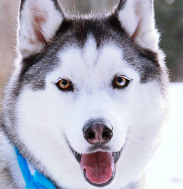 maska_husky3 - Dognition